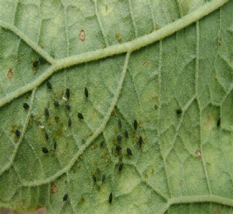 Aphids Attack On Egg Plant Download Scientific Diagram