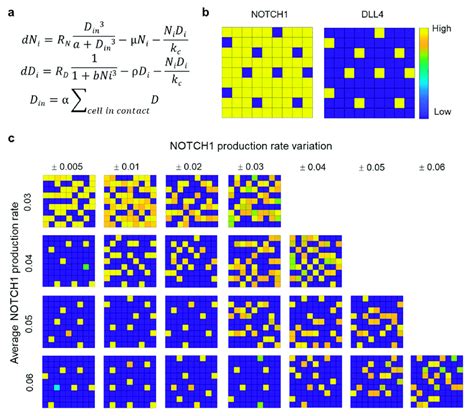 Agent Based Computational Modeling Reveals Notch1 Variation Enhances