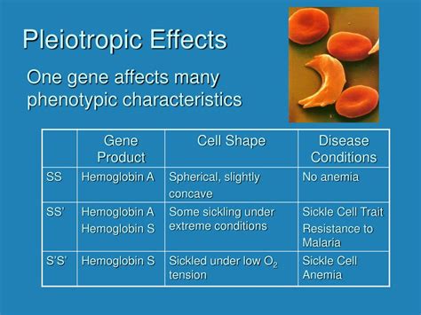 Ppt Principles Of Heredity Powerpoint Presentation Free Download Ppt Principles Of Heredity Powerpoint Presentation Free Download
