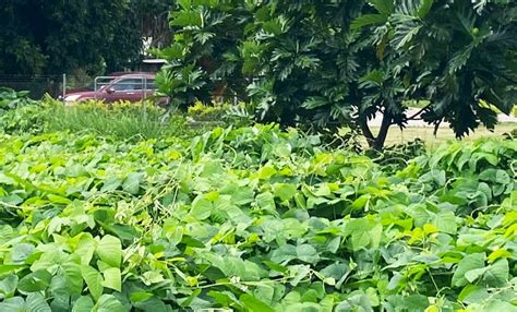 ‘ulu In Tonga Hawaiʻi ʻulu Cooperative