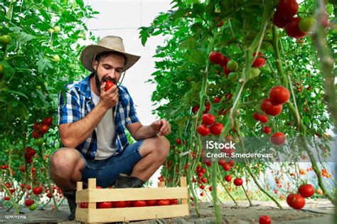 젊은 수염을 기린 농부가 토마토 채소를 물고 온실에서 유기농 식품의 품질을 확인하는 장면 유기농 식품 및 채소 생산 건강한 생활방식에 대한 스톡 사진 및 기타 이미지