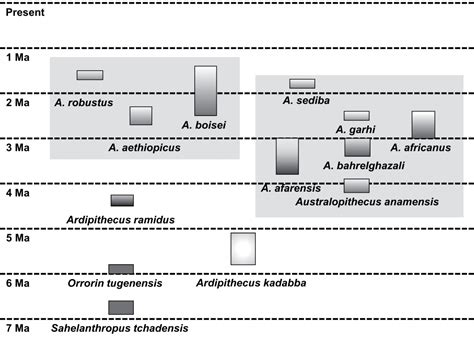 Gracile Australopithecines Robust Australopithecines
