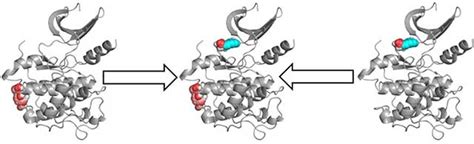 Allosteric Kinase Screening Compound Library Kinase Sharp Aimed Targeted Libraries Targeted