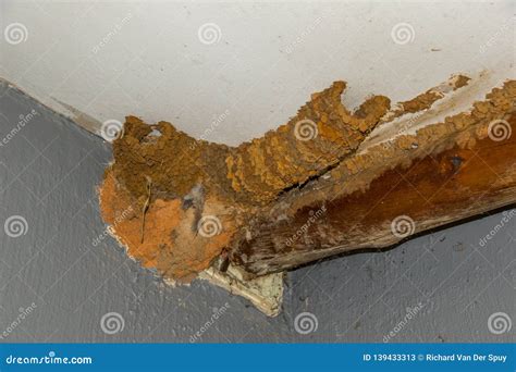 Bird Nest Built From Mud Stock Image Image Of Build 139433313