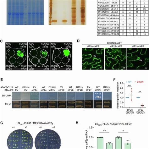 Figure S3 Cdc123 Interacts With Eukaryotic Translation Initiation