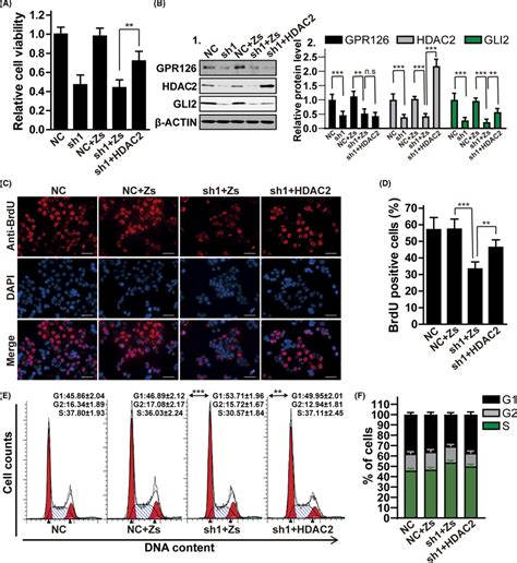 Ectopic Expression Of Hdac2 In Gpr126‐silenced Cells Restores Cell