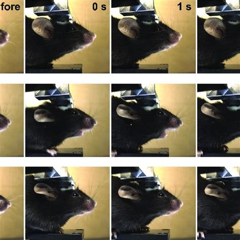 Facial Dynamics Of A Mouse During Three Emotional States Time Lapse