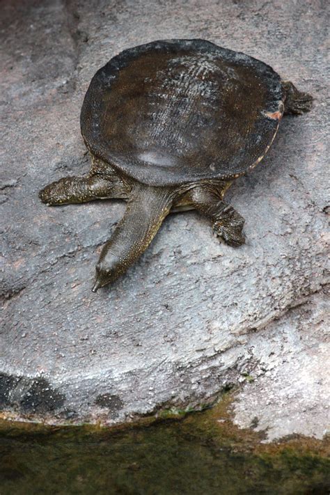 Definitive Guide To African Softshell Turtle Facts Habitat