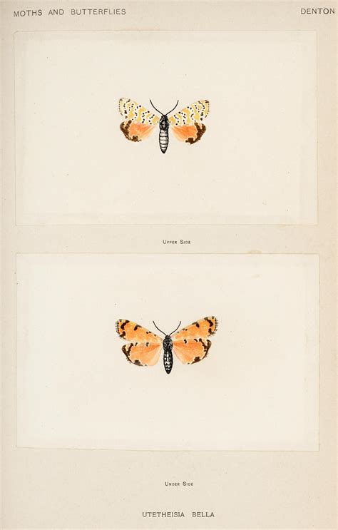 Bella Moth Utetheisia Bella From Moths And Free Public Domain
