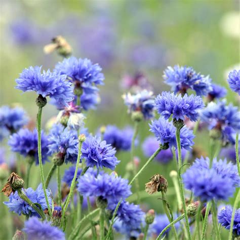 Bulk Cornflower Bachelor Button Seeds Tall Blue Bulk Seed Store