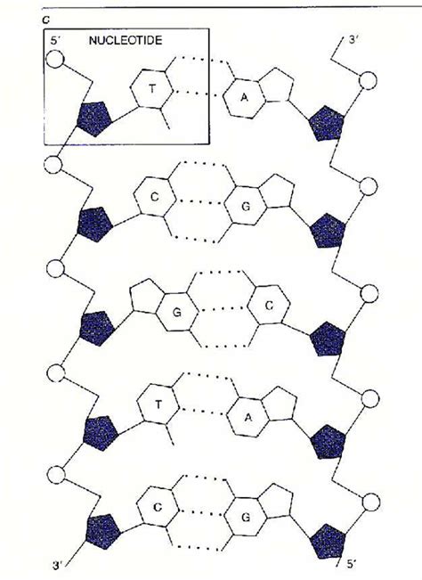 describe complementary base pairing
