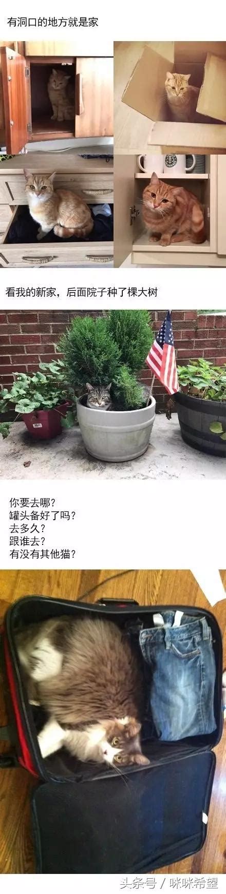 貓窩是這世界上最沒用的東西你不信都不行 每日頭條