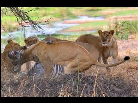 Zebra Attacks Lioness Youtube
