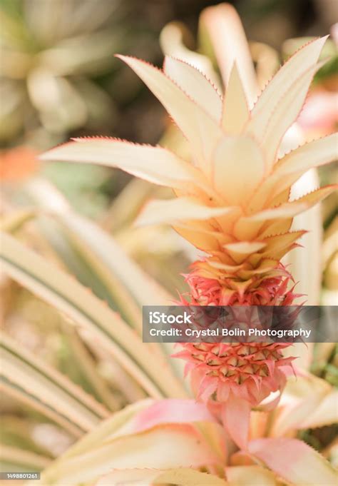 2023년 여름 플로리다주 웨스트 팜 비치에서 크림색 상의와 핑크 베이스가 있는 잡색의 핑크 파인애플 0명에 대한 스톡 사진 및 기타 이미지 Istock