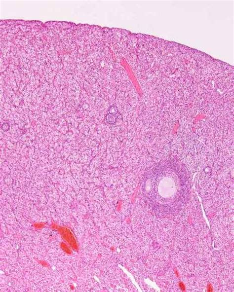 Cat Ovary Histology