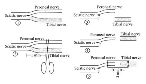 Osmium Tetroxide Staining In Each Group Download Scientific Diagram