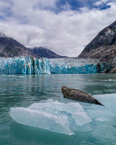 Cruises To Endicott Arm And Dawes Glacier Alaska Cruises Princess Cruises