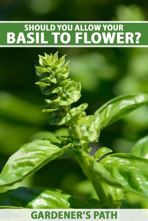 Should You Allow Basil Plants To Flower
