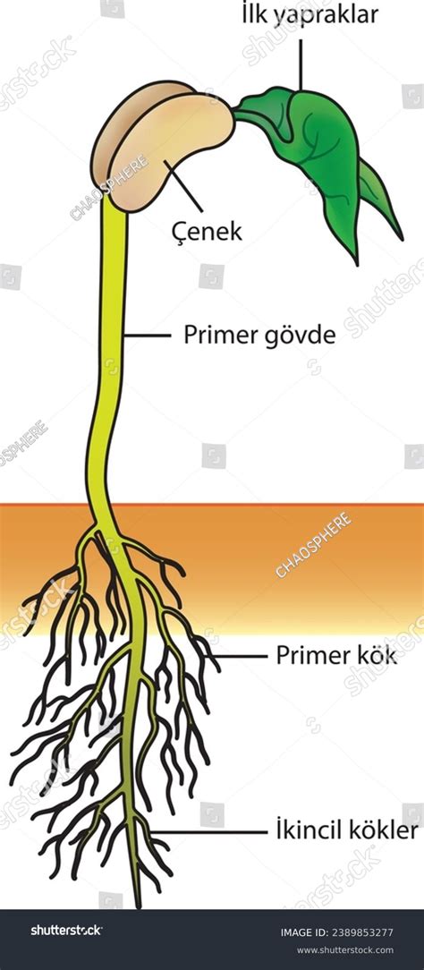 Biology Visual Sexual Reproduction Plants First Stock Vector Royalty