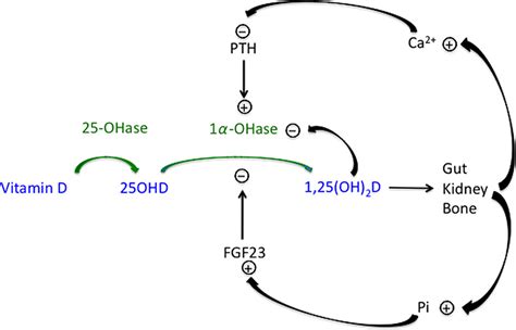 Regulation Of Vitamin D Hydroxylation Vitamin D Is Sequentially