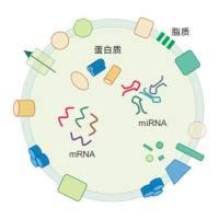 文献解读一个表格让你全懂 PKH 标记外泌体 丁香实验