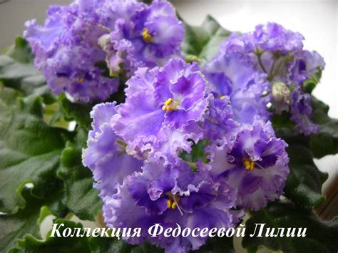 Фиалка Сорт Одалиска Фото — Mixyfotos.ru