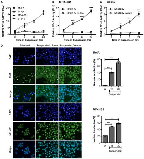 Cells Were Transfected With 3x Nf κb Transcriptional Response Element Download Scientific
