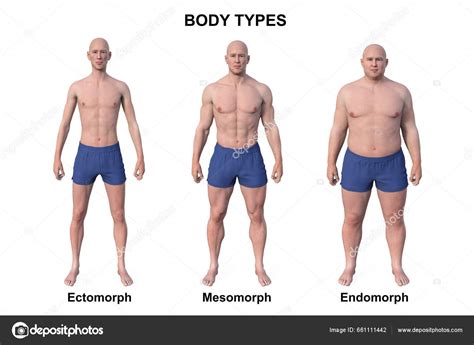 Illustration Male Body Showcasing Three Different Body Types Ectomorph