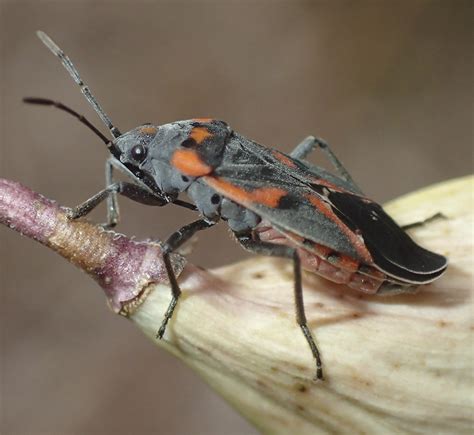 Minnesota Seasons Small Milkweed Bug