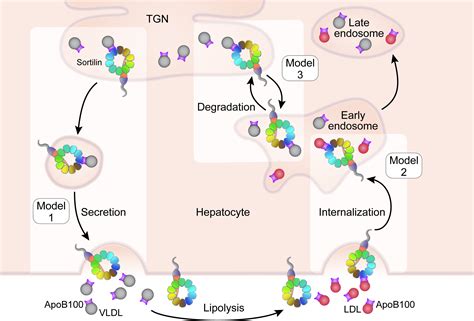 Sorting Through The Extensive And Confusing Roles Of Sortilin In