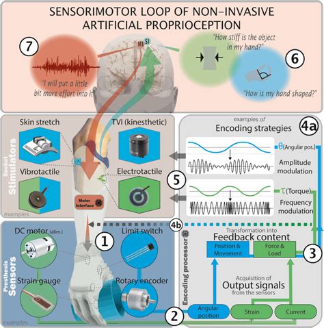 Acquiring And Encoding Proprioceptive Info For Sensorimotor Integration Download Scientific