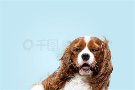 宠物高清图片 西班牙猎犬小狗在工作室里玩耍可爱的小狗或宠物坐在蓝色背景上骑士查理王用于插入文本或图像的负空间运动概念动物权利 动物