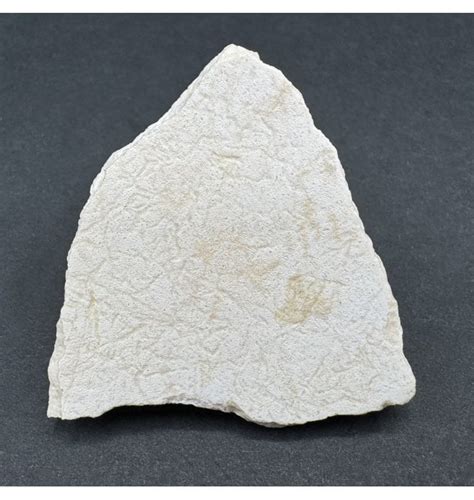 Fossils For Sale Fossils Elephant Bird Egg Fragment From