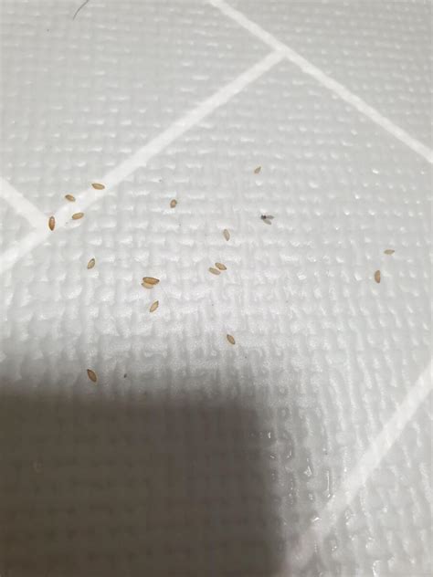 집에서 이거 보이면 ㅈ된다는 초파리 번데기 자유게시판 라이브스코어 라이브맨 실시간 라이브스코어 토토사이트 추천 꽁머니 먹튀검증 커뮤니티 안전놀이터 추천 배당흐름