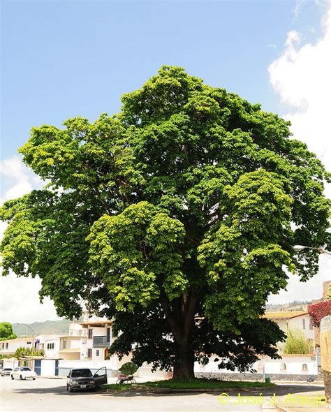 Plantas De Venezuela Jabillo Flickr Photo Sharing