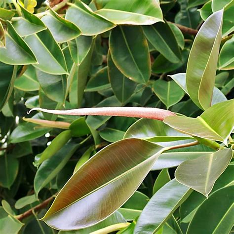 Ficus Elastica Rubber Tree Indoor Plant In 85cm Pot Mixed Varieties