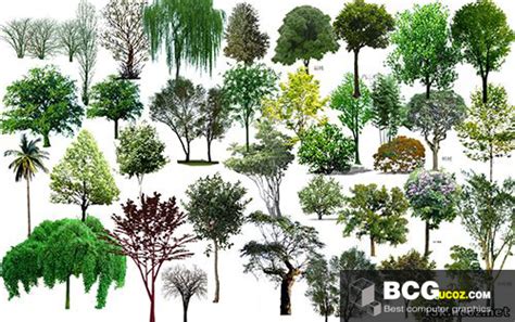 Plan Tree Photoshop Free For Architecture Projects Tree Plan Photoshop Files Plan Tree Psd