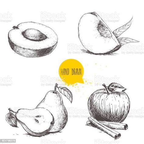 손으로 그린 스케치 스타일 과일 세트입니다 살구 복숭아 분기 Leafs 전체 배와 절반 계 피와 애플 흰색 배경에서 벡터