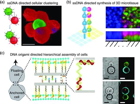 Dna‐guided Assembly Of Living Cells A Ssdna‐directed Clustering Of Download Scientific