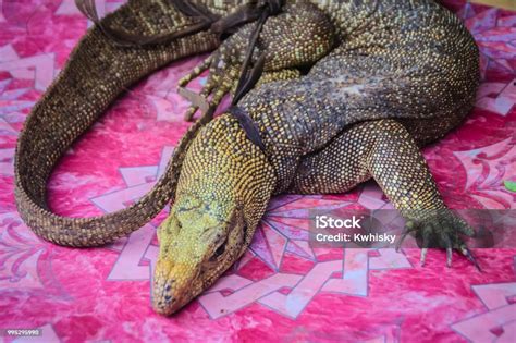 벵골 모니터 태국캄보디아 국경 시장에서 야생 시장에서 판매 일반적인 인도 모니터 모니터 도마뱀 인도 동남 아시아에 걸쳐 널리 분산 발견 갈고리 발톱에 대한 스톡 사진 및