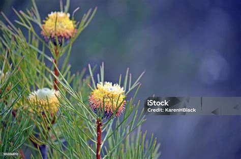 호주 원주민 넓은 잎 북 꽃 그리고 과일 Isopogon Anemonifolius 로얄 국립 공원 시드니 뉴 사우스 웨일즈 호주에서 히스에 성장 봄 꽃 호주에 대한 스톡