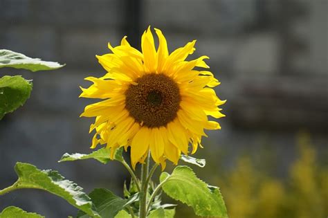Sunflower Plant Free Image Peakpx