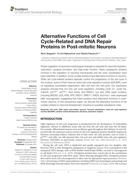 Pdf Alternative Functions Of Cell Cycle Related And Dna Repair