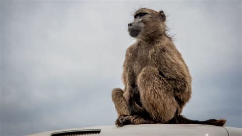 Public Input Invited On Cape Peninsula Baboon Management Plan