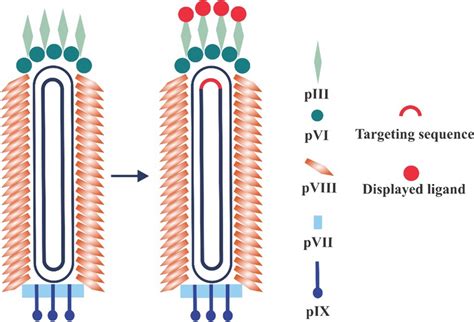 M13 Bacteriophage Structure And Modification M13 Bacteriophages Are Download Scientific