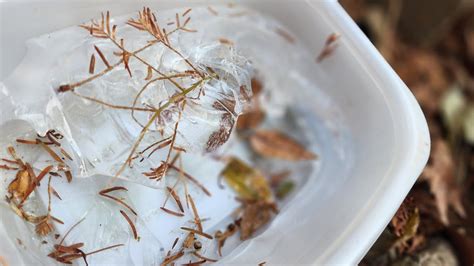 목을 축이기위해선 꽁꽁 얼어버린 물을 핥아서라도 먹어야합니다 Youtube