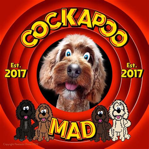Cockapoo Mad