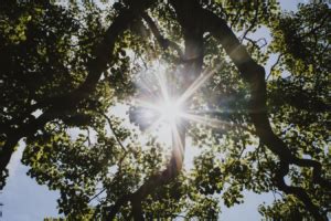 How To Reduce Heat Stress In Trees Treeification