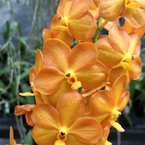 Archived Vanda — Palmer Orchids