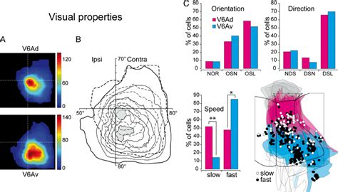 Basic Visual Properties A Density Maps Of Receptive Field